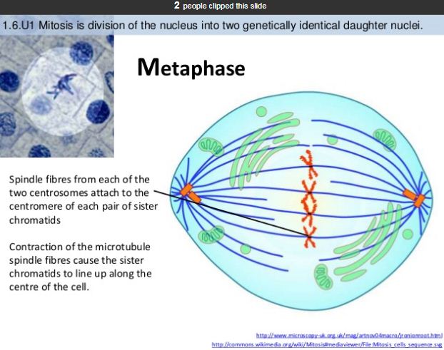 Perhatikan gambar tahap pembelahan sel berikut. Keadaan kromosom dalam ...