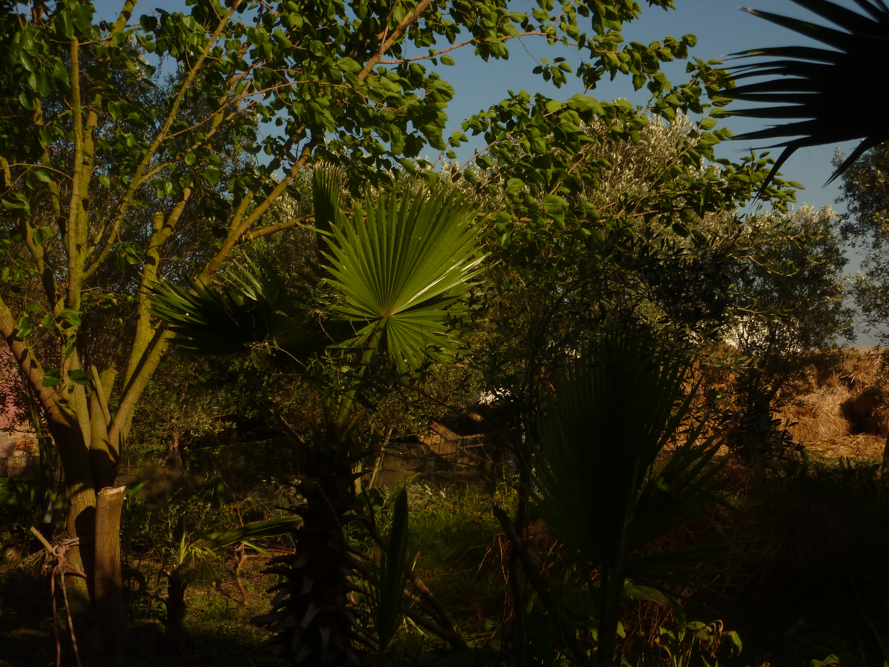 L'APRES MIDI A DAR GUEDDARI LE 5 JUIN 2021 A 19 HEURES