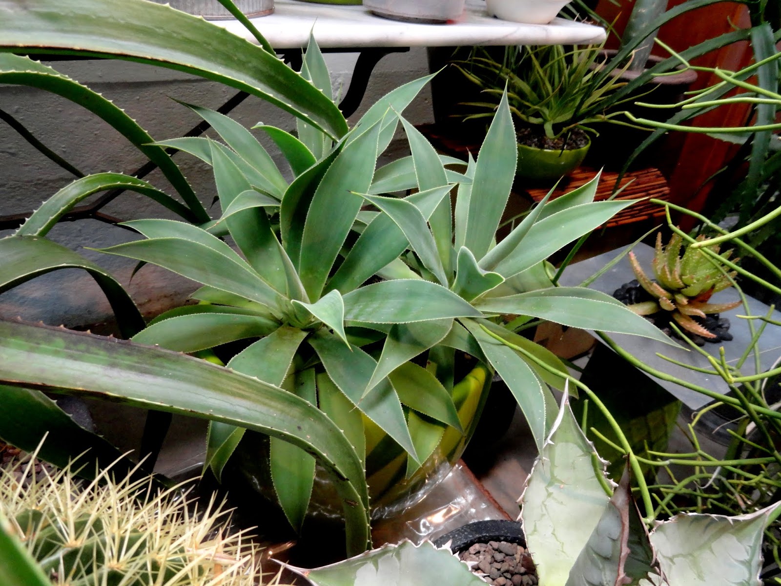 danger garden: My ×Mangave report...