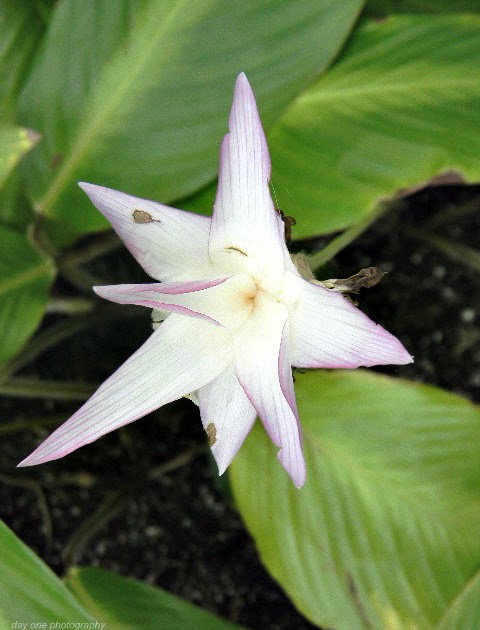 Day One Photography: Star Flower