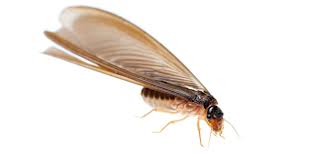 Guardiões do Norte: Teoria do Siriri