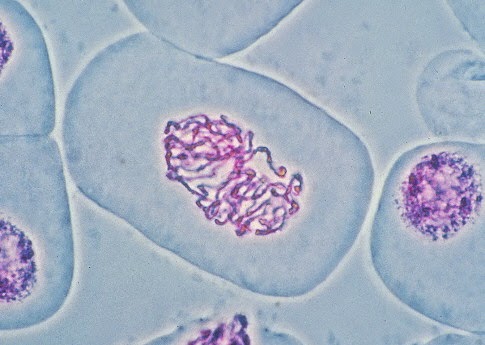 Biologia e Química na Cabeça!: Divisão Celular: Mitose