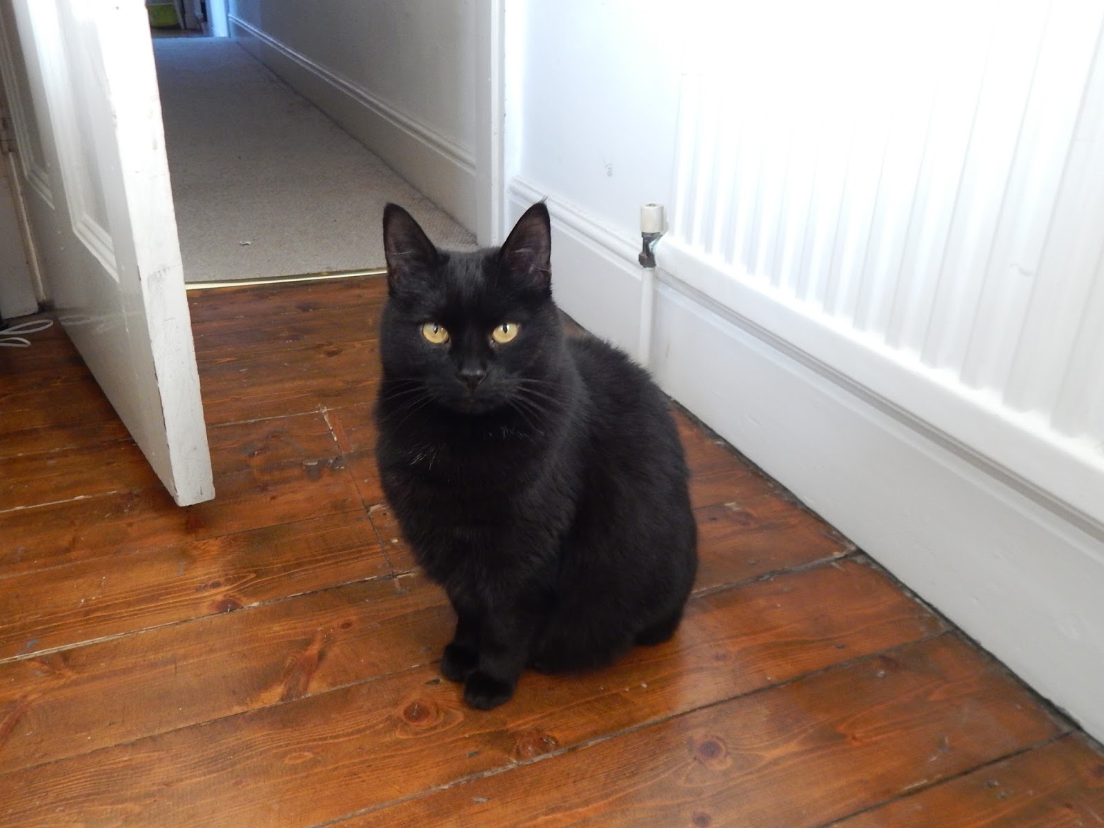 Someone, Somewhere: 15 Facts About Missy Cat