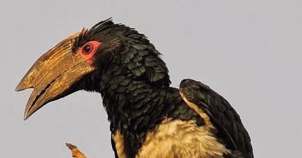 Tierra de Calaos y del Martín pescador: Cálao trompetero (Bycanistes ...