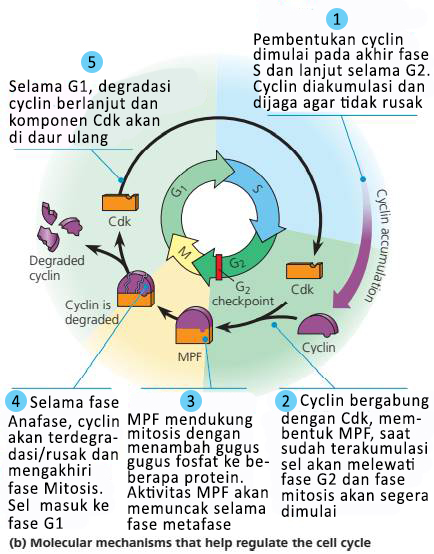 CHECKPOINT PADA PEMBELAHAN SEL