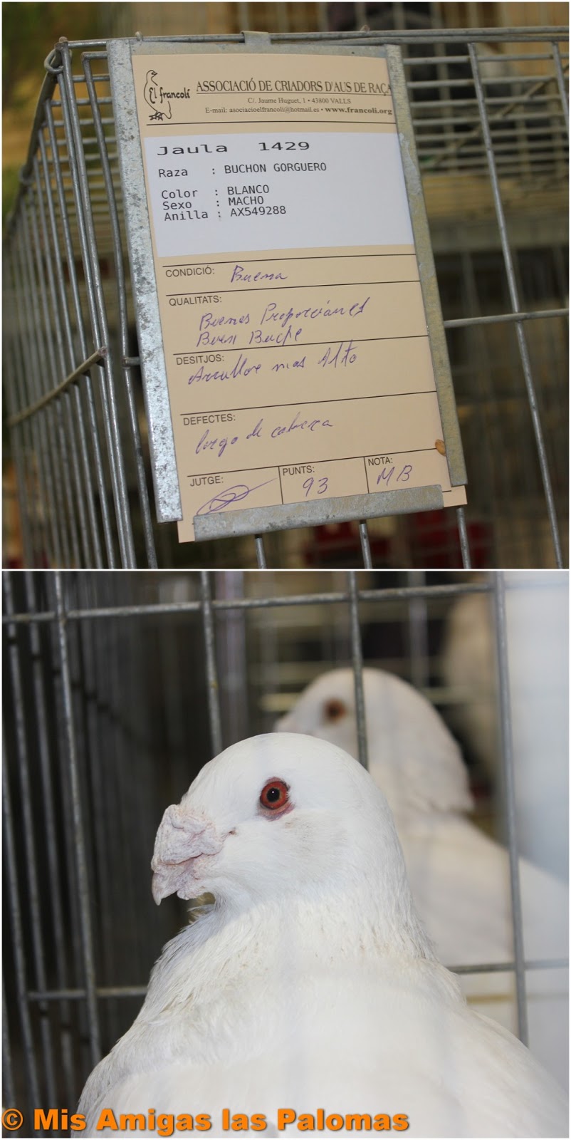 Mis amigas las palomas: Fotos palomas de raza