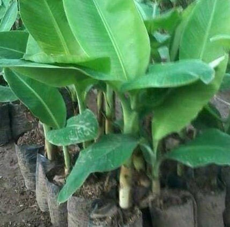 Bibit Pisang Raja Terbaik Unggul Berkualitas Istimewa