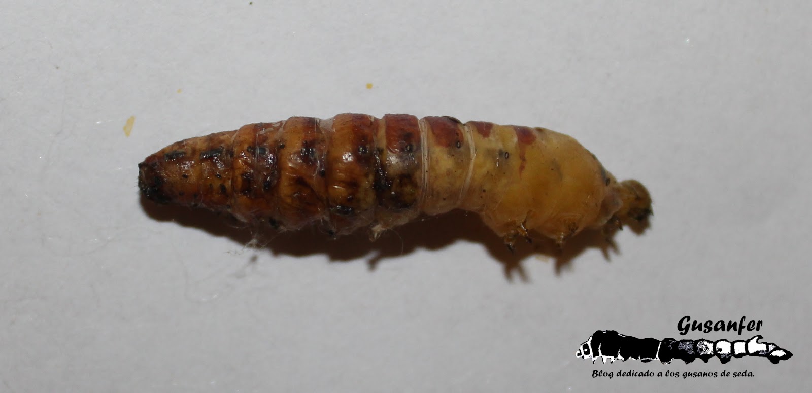 Proceso de crisálida en el exterior. ~ LOS GUSANOS DE SEDA