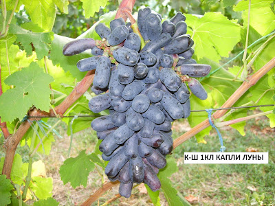 Bingung dengan jenis anggur Sweet sapphire, Moon Drops, ataupun Avatar ...