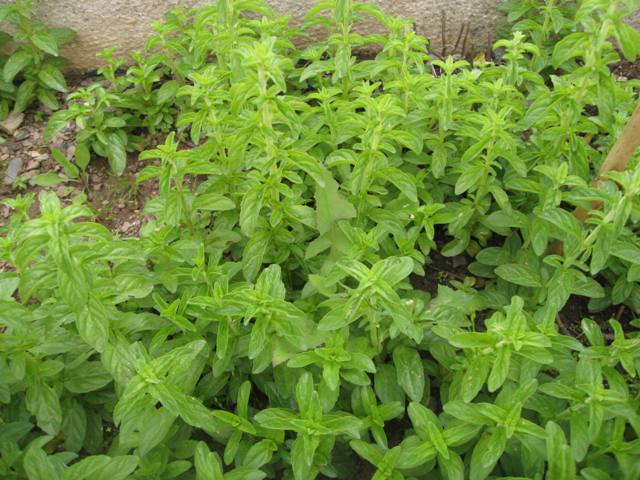 estado de Barrancos: Flora de Barrancos - poejos