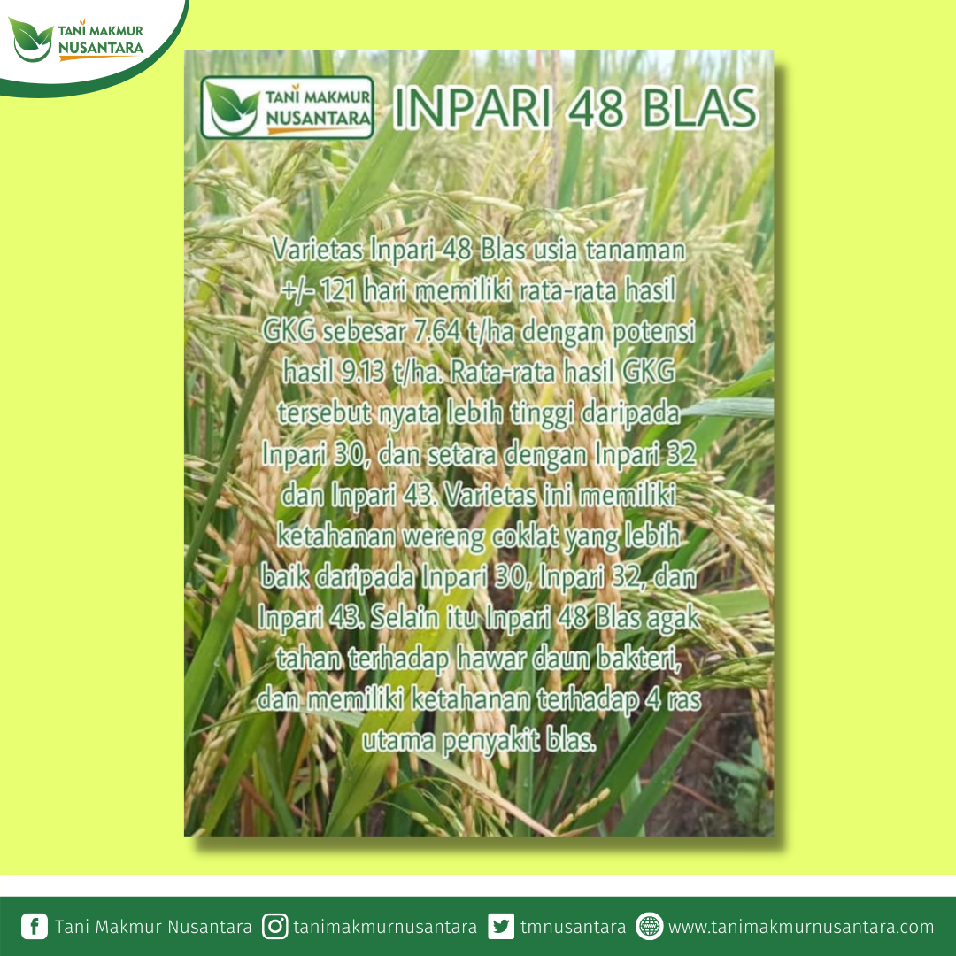 Benih Padi Inpari 48 Blas Label Ungu - Tani Makmur Nusantara