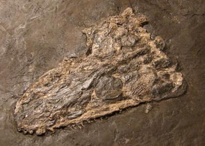 Blog de la Vida Prehistórica: Cochleosaurus