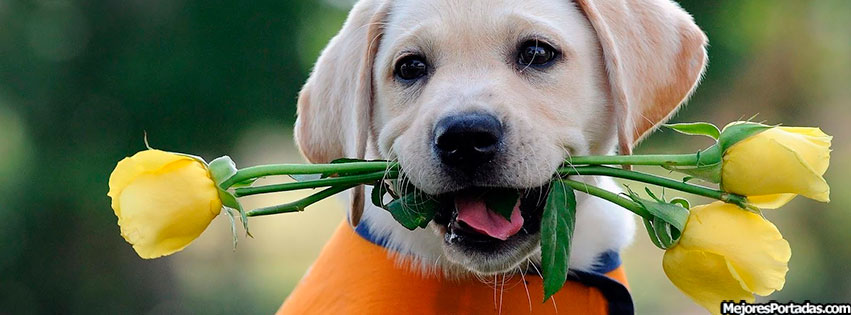 Rosas con animales - Imagui