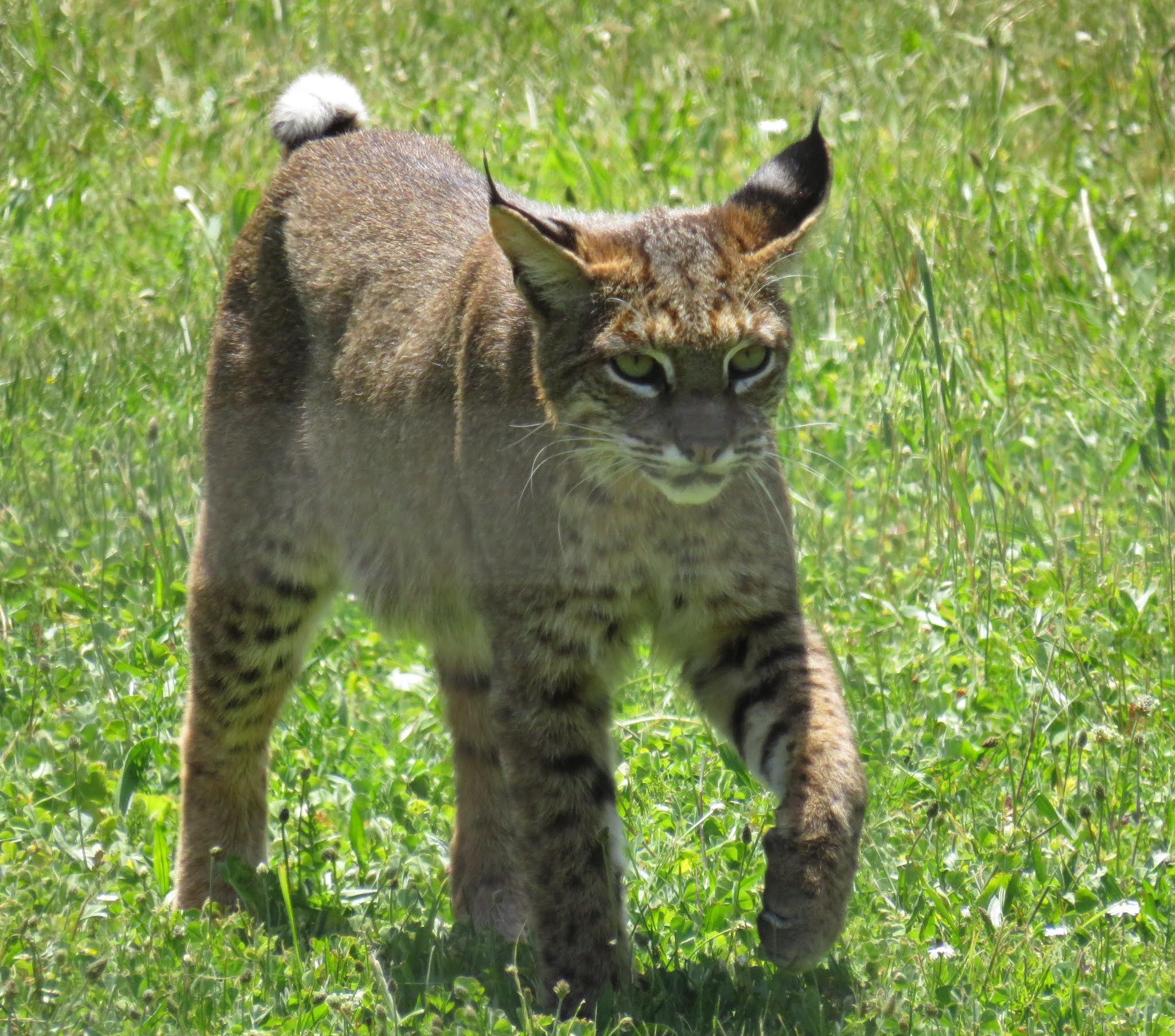 Garden Grumbles and Cross Stitch Fumbles: A Backyard Bobcat