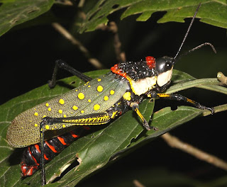 Mengenal Hewan dan Tumbuhan: Nama Ilmiah Belalang