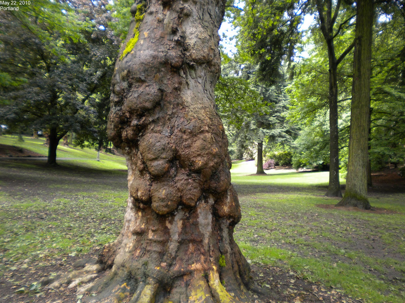 FUN TO BE BAD: Trees Have Faces