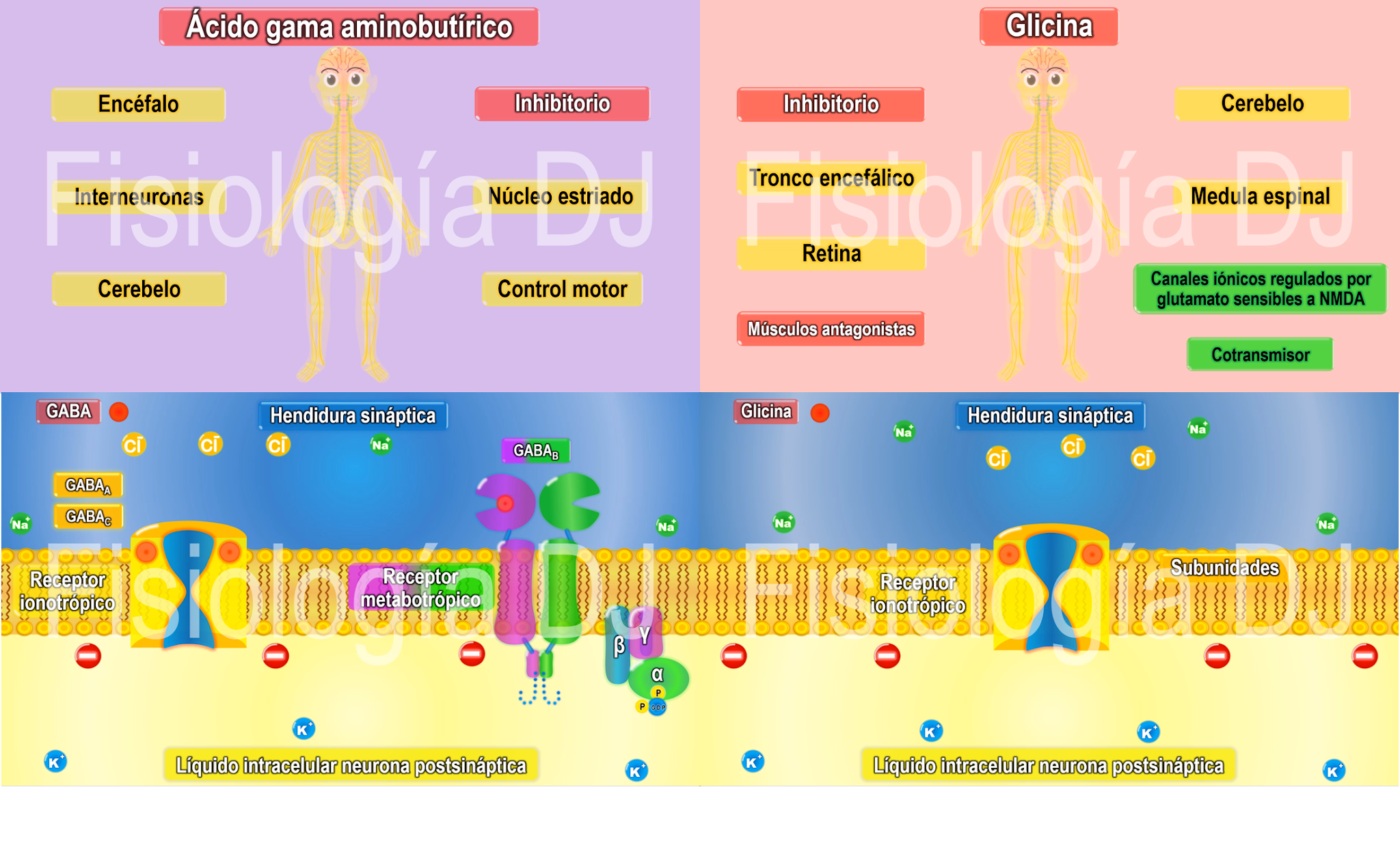 Fisiología DJ: Fisiología: GABA y glicina, síntesis, liberación y ...