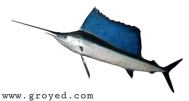 أسرع سمكة في العالم