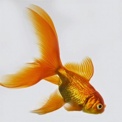 All About Women's Things: The Basics of Goldfish Care