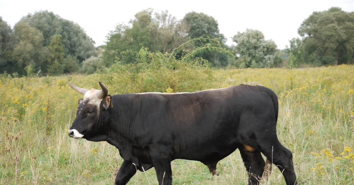 The Breeding-back Blog: The Heck/Taurus cattle of the NP Unteres ...