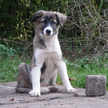 Aidi, Moroccan Dog Breed ~ Dog Breeds Database