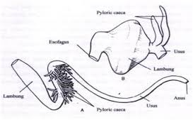 Saluran Pencernaan Pada Ikan - Lalaukan