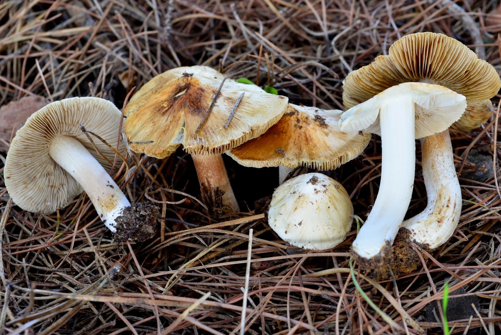 Setas Extremadura : Inocybe Rimosa. ( I. Fastigiata )