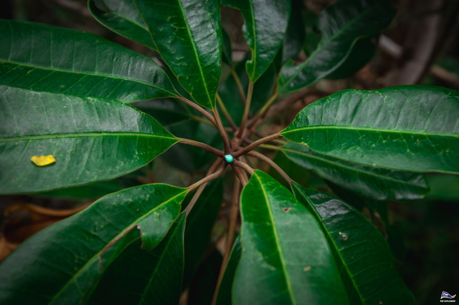 Всё о бегониях и не только...: Пикнандра остроконечная (Pycnandra ...