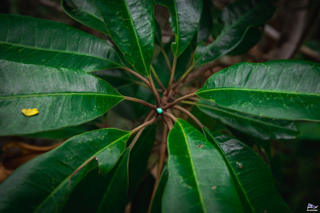 Всё о бегониях и не только...: Пикнандра остроконечная (Pycnandra ...