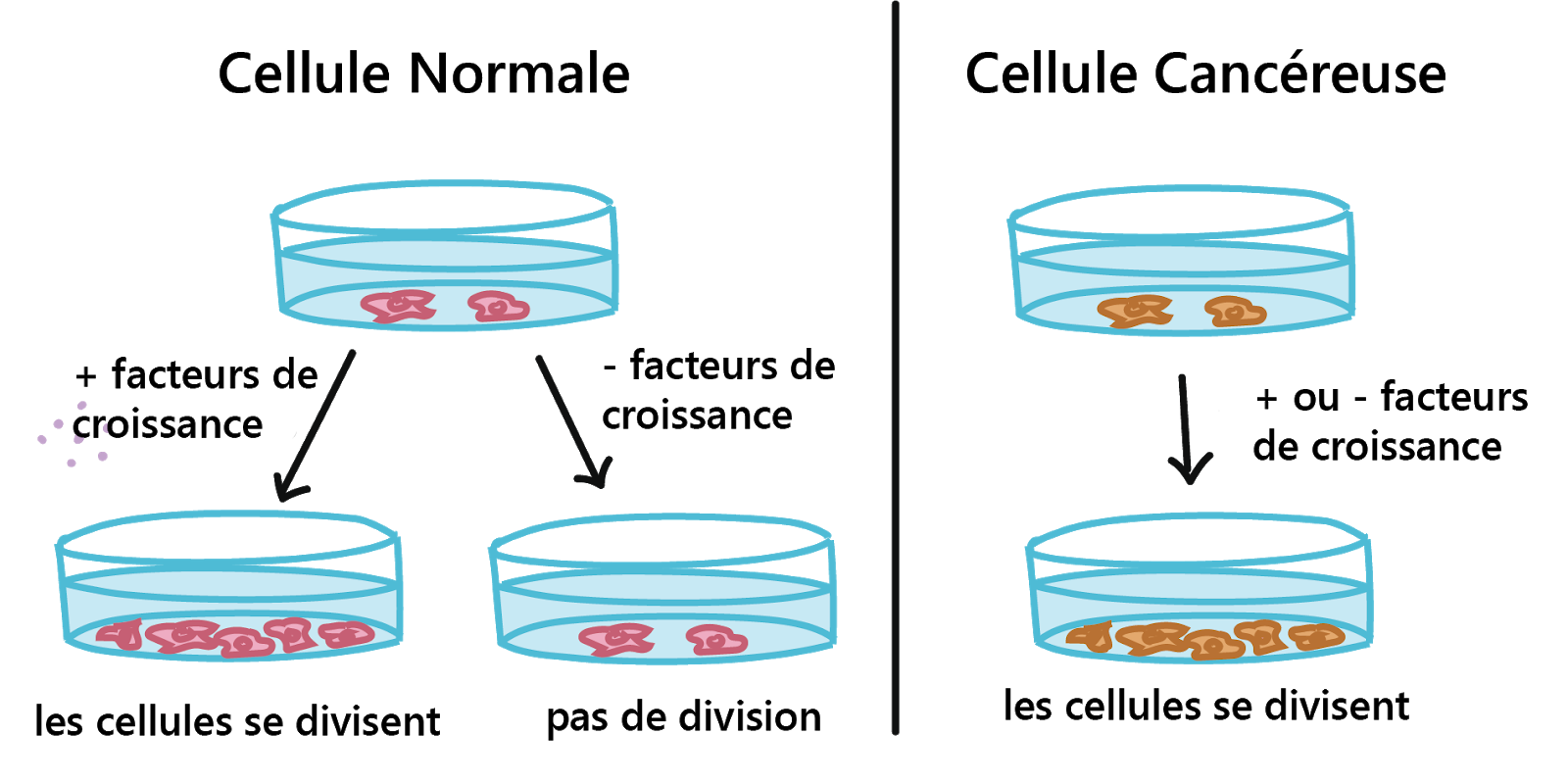 Traitement du Cancer et Aide en Français: Quel est le Cancer?