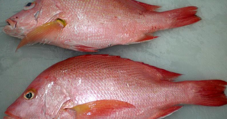 Red Snapper Suppliers - Soft Shell Crab Supplier, Soft Shell Crab ...
