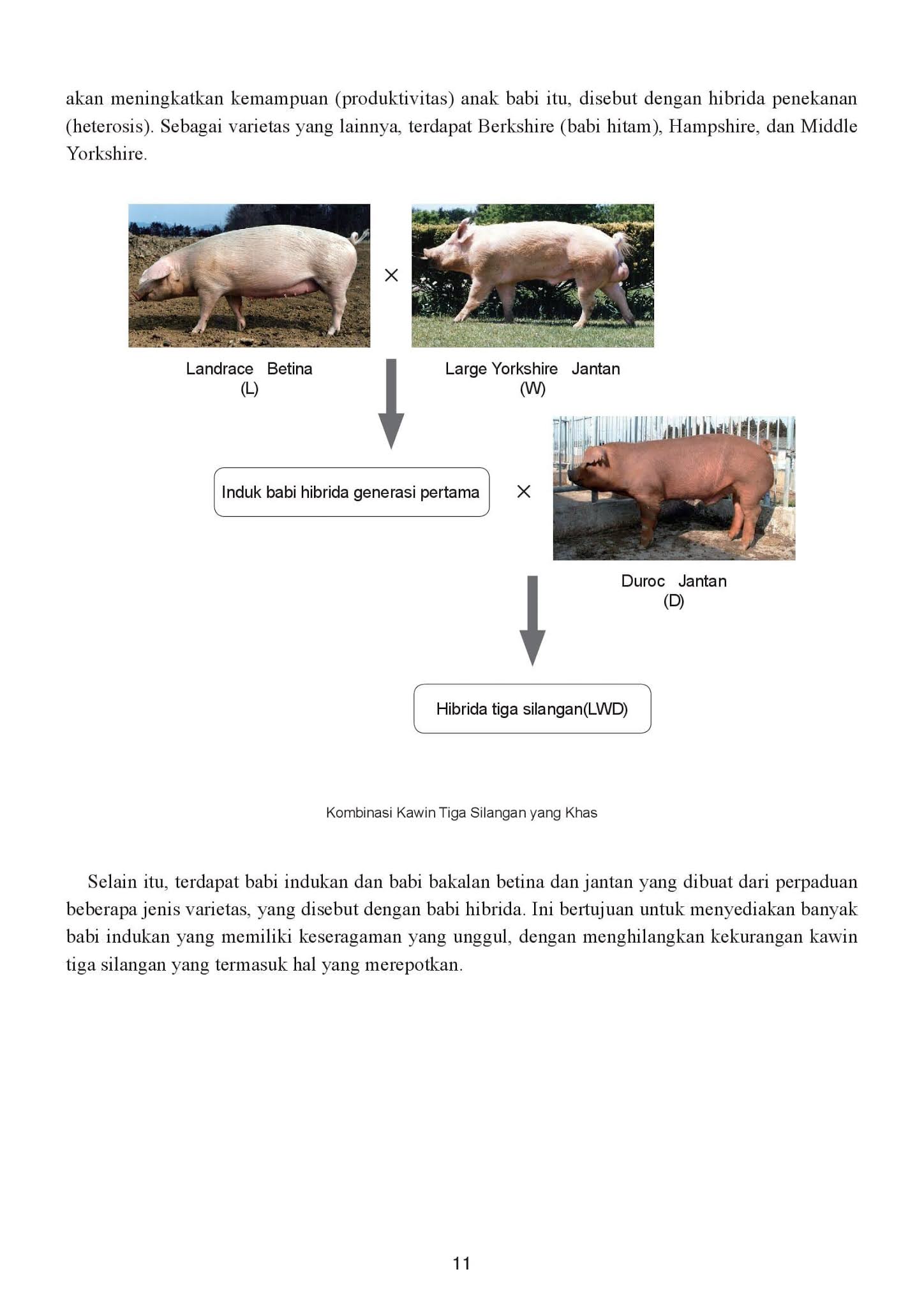 PETERNAKAN BAHASA INDONESIA