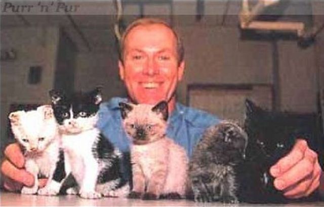 Curiosidades Felinas: A Gata Scarlett - Mãe Heroína