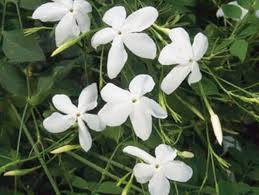 PERSATUAN BELADIRI BUDI SUCI: BUNGA TUJUH RUPA (kembang pitung werno ...