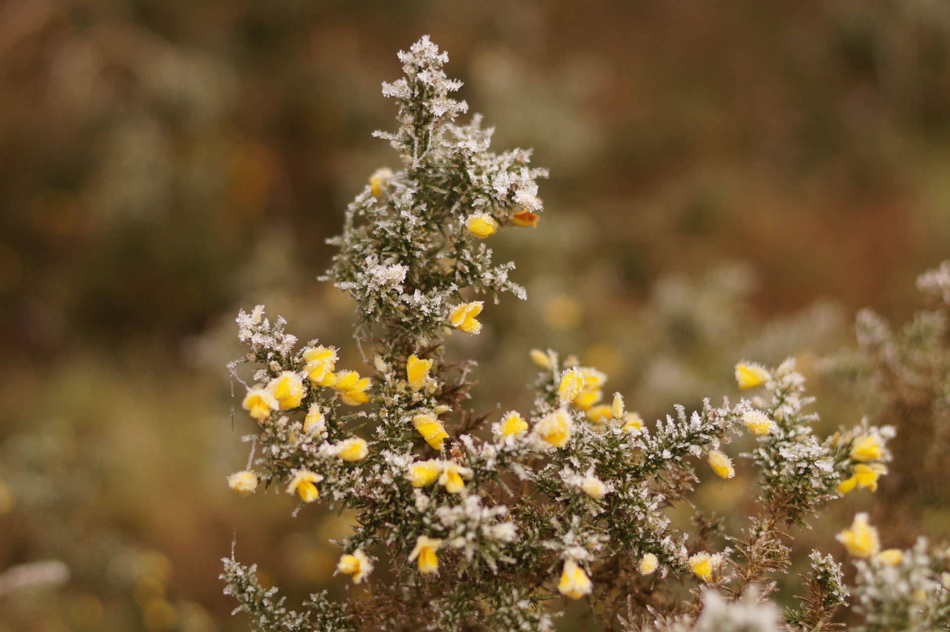 Frost pocket - Sophie in the Sticks