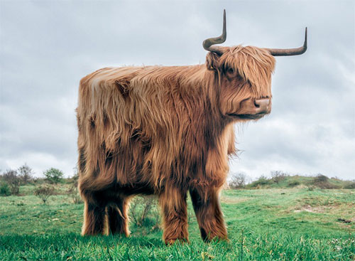 My Owl Barn: Cubic Animals by Aditya Aryanto