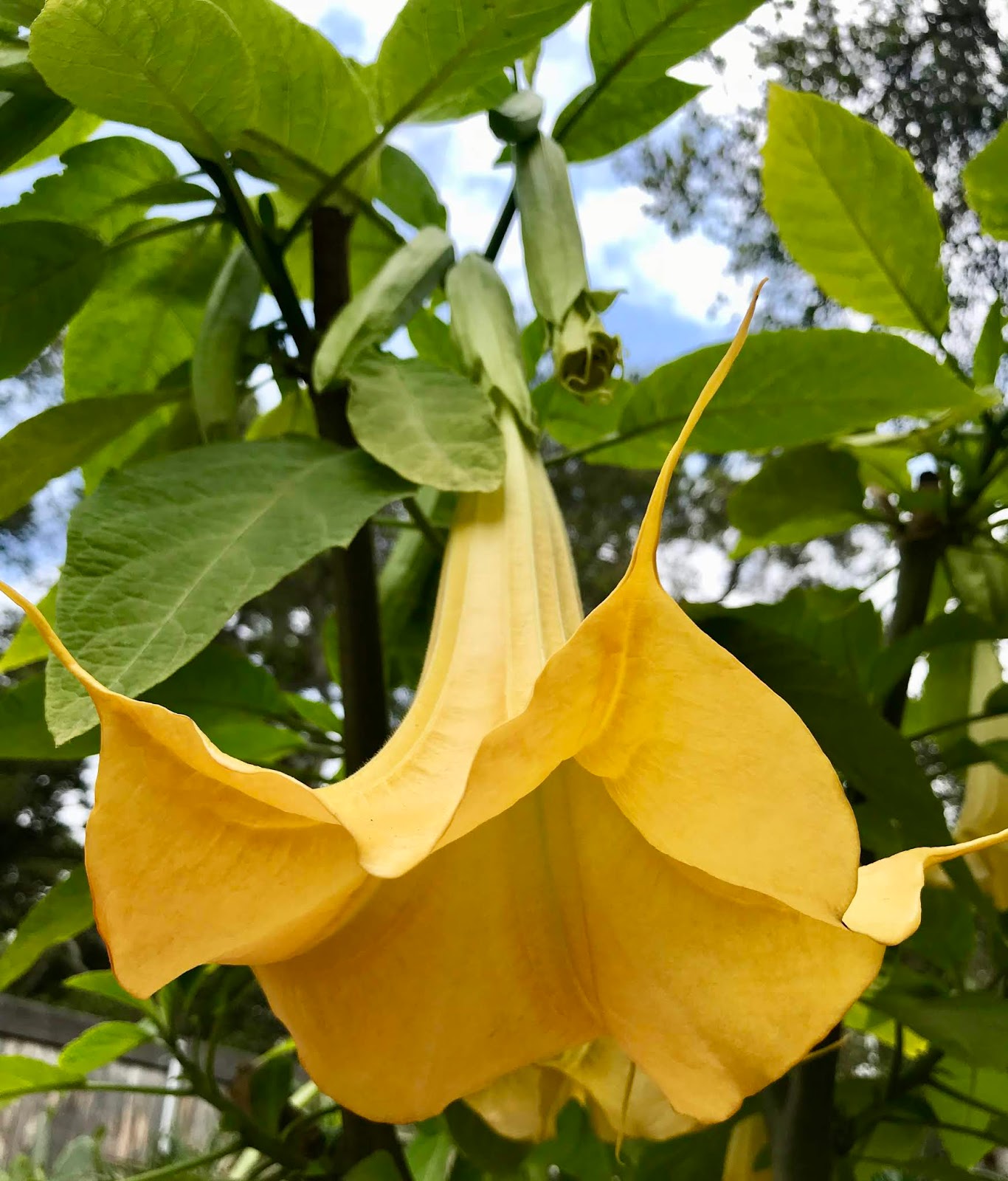 On Discovering A Garden: Gopher Resistant Plants