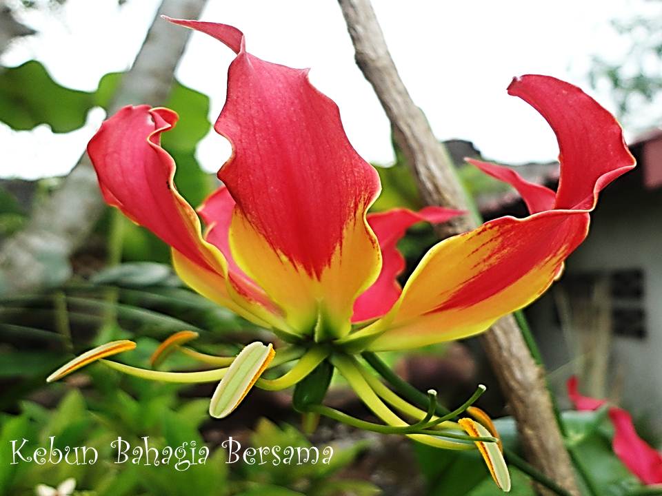 Kebun Bahagia Bersama: Gloriosa Lily Rothschildiana (Sunway pick up barang)