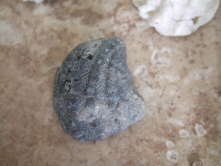 Marine Life: Spiny Jewel Box Shells