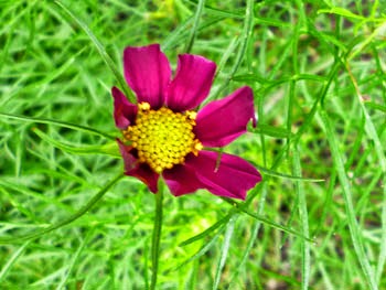Sonata Carmine Flower - Rathu Atapetiya | SL Flora