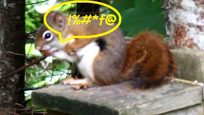 Backyard Birdingand Nature Red Squirrel Smashes Finger In Nut Box Loses Temper And Uses