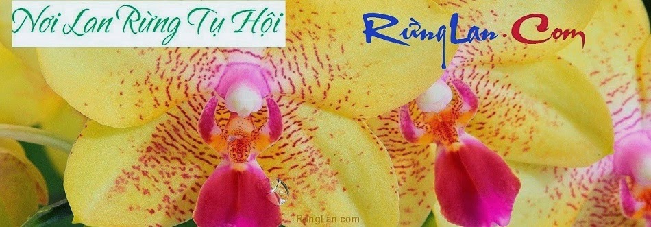 RungLan.com - Chuyên mua bán các loại lan rừng: Chậu lan bằng gỗ