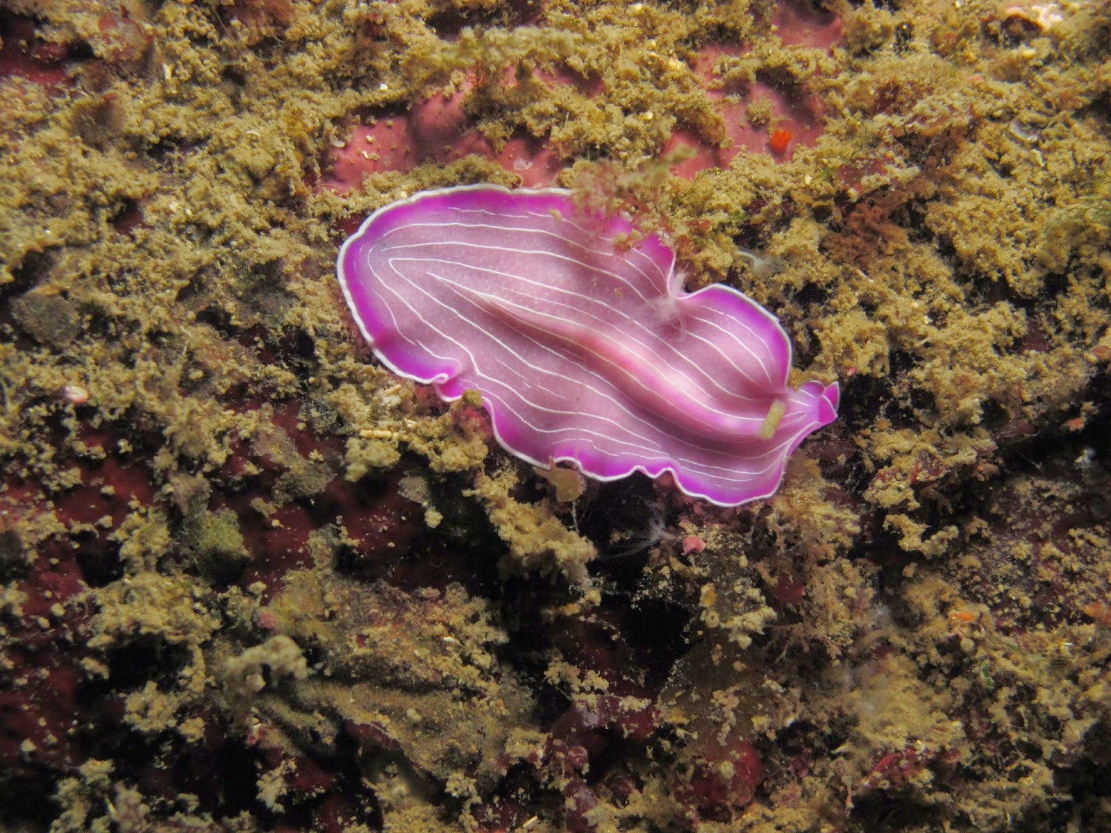 Iluminación Profunda: Planaria Prostheceraeus roseus (Prostheceraeus ...