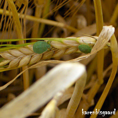 Karen`s Nature Photography: Green Shield Bugs on Ripe Barley Ears.