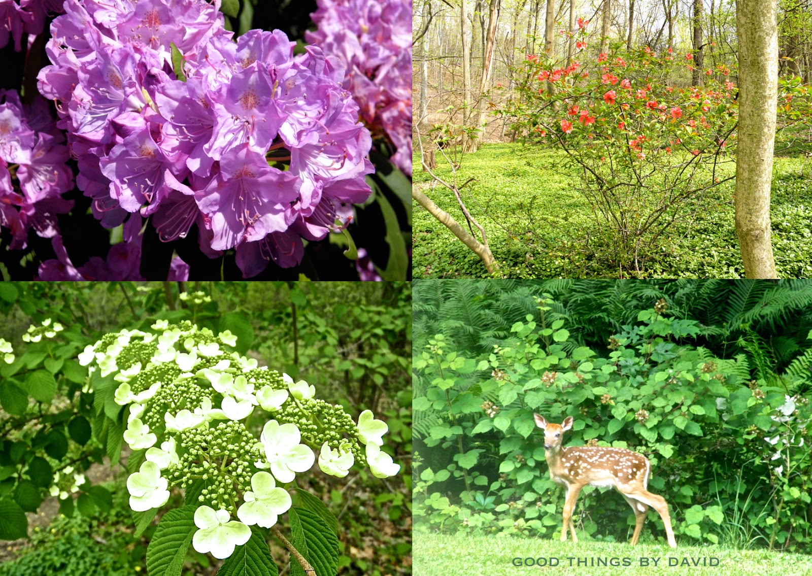 Layers in the Woodland