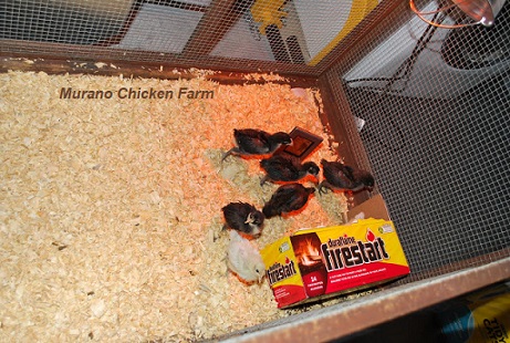 Brooder Basics, exactly what you need to raise chicks - Murano Chicken Farm