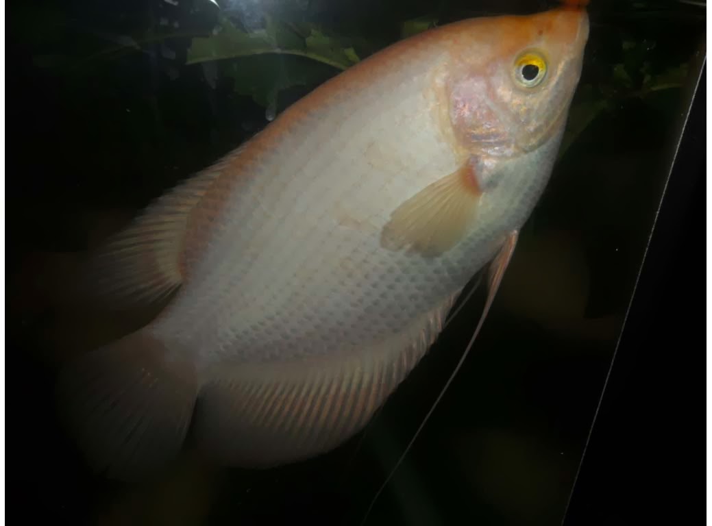 Pakan ikan Gurami ~ Kagaku Pesca