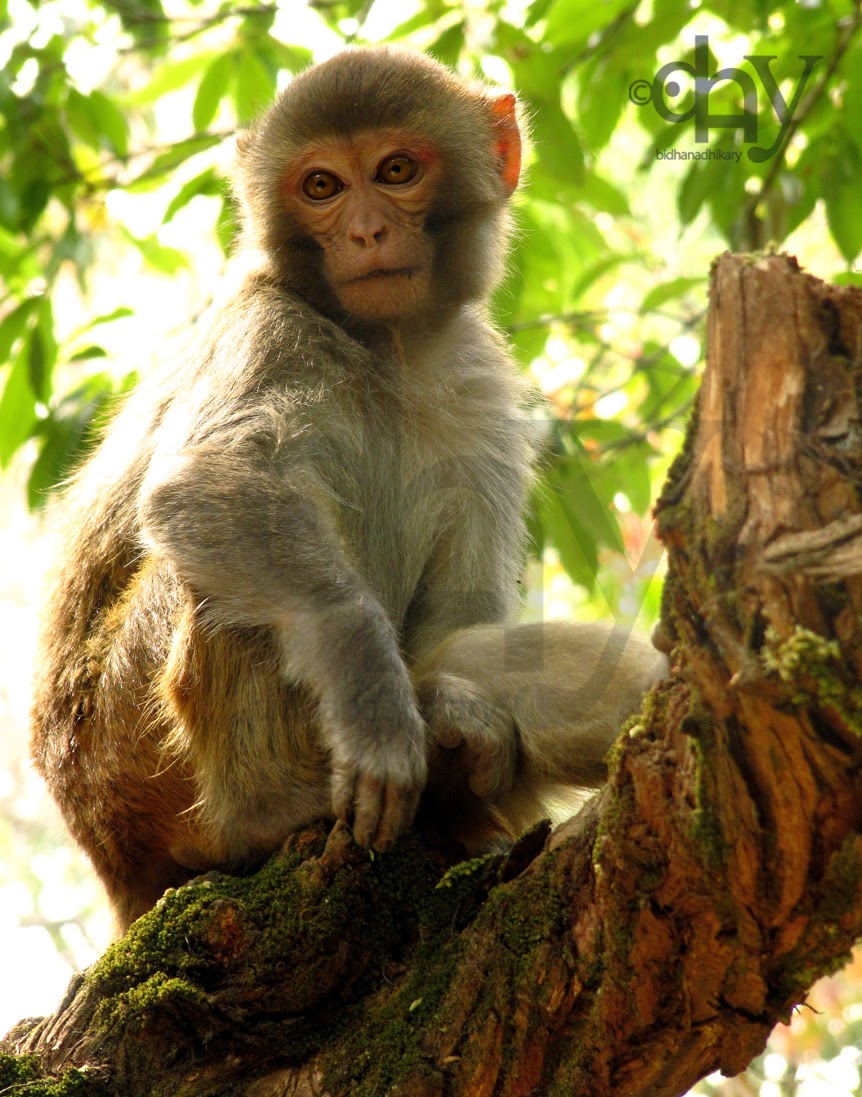 echoes of earth: Monkey see.....