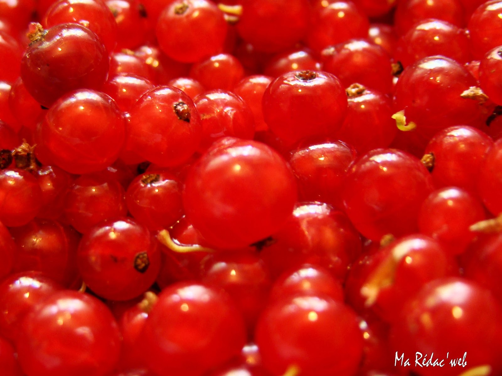 La cueillette des groseilles et 2 recettes en bonus