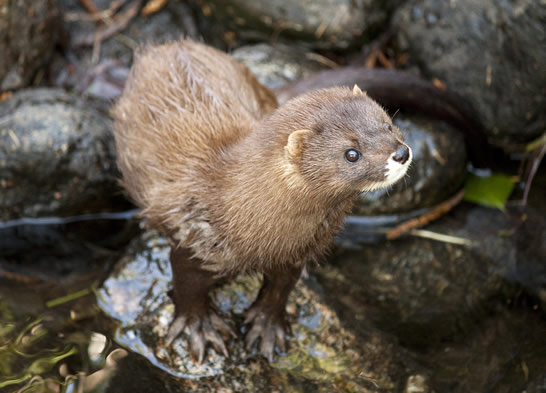 Ecofriendly: European Mink